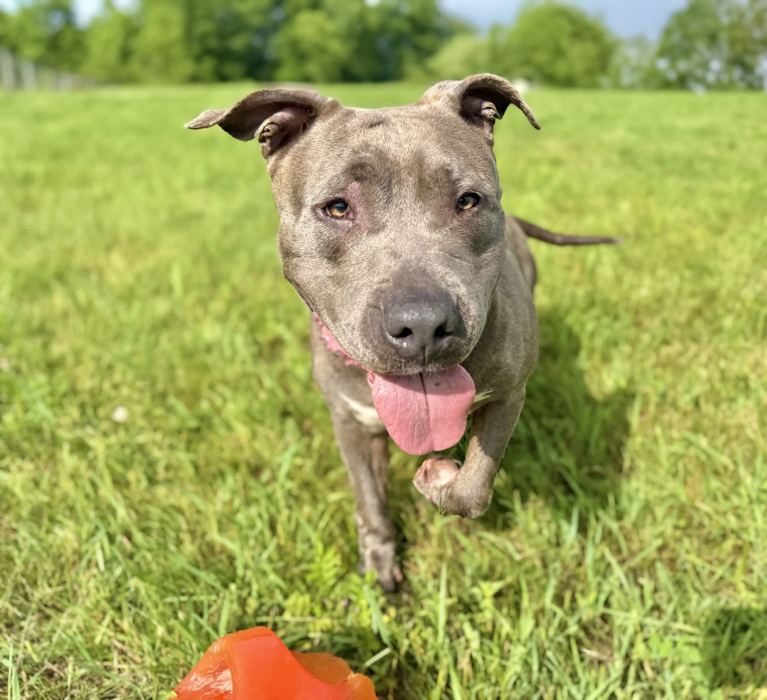 Hudson Paws