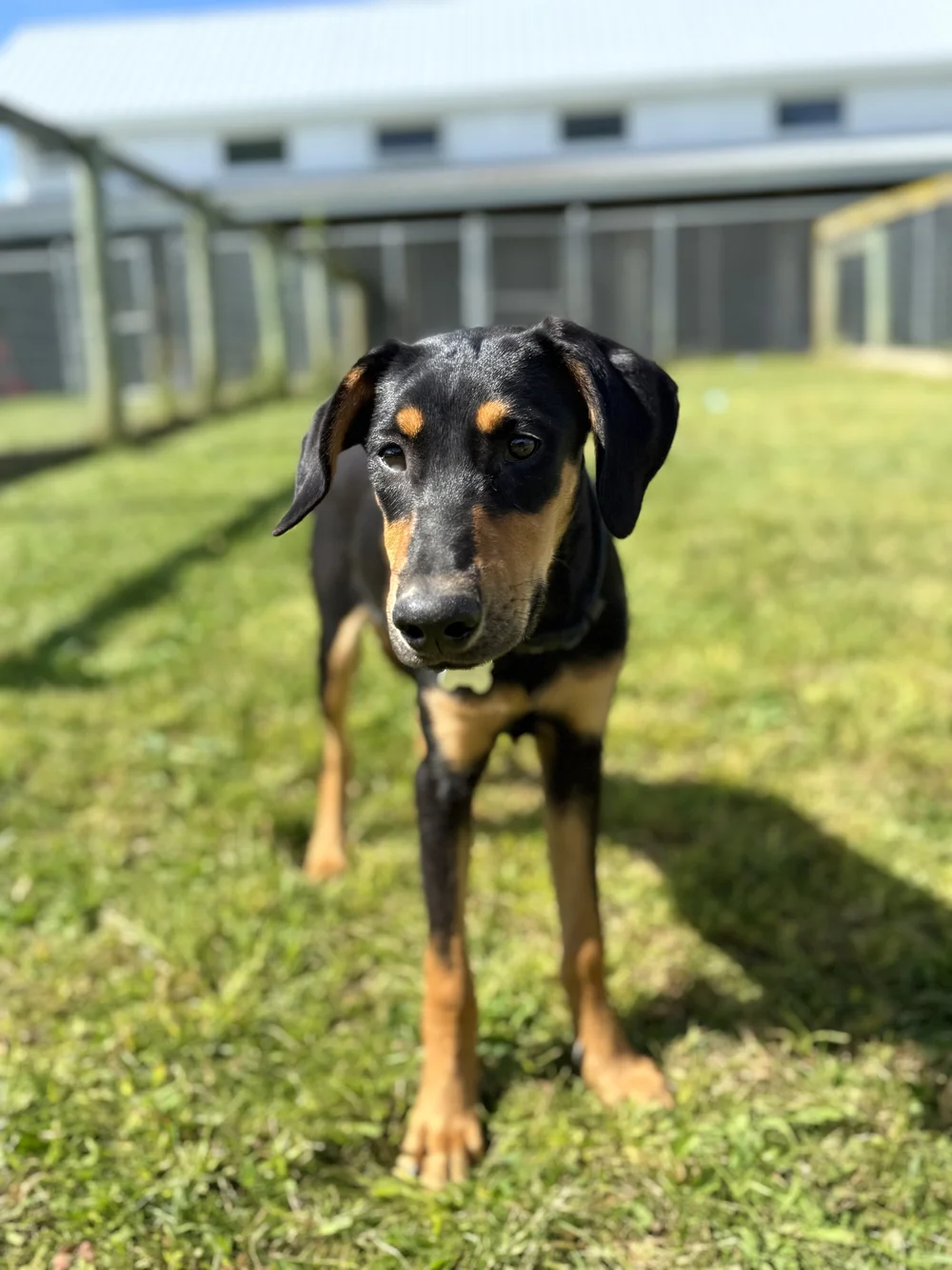 Hudson Paws