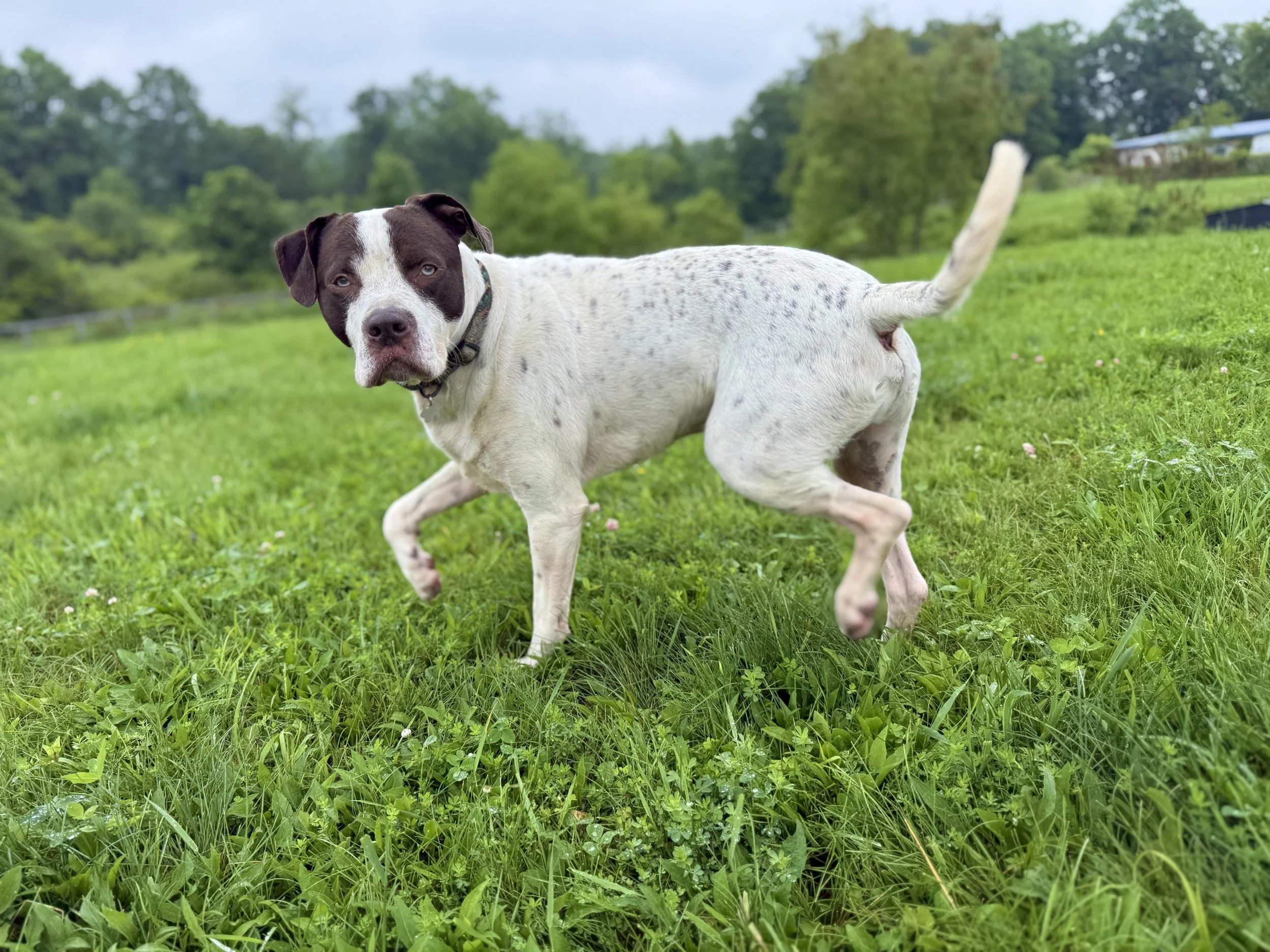 Hudson Paws