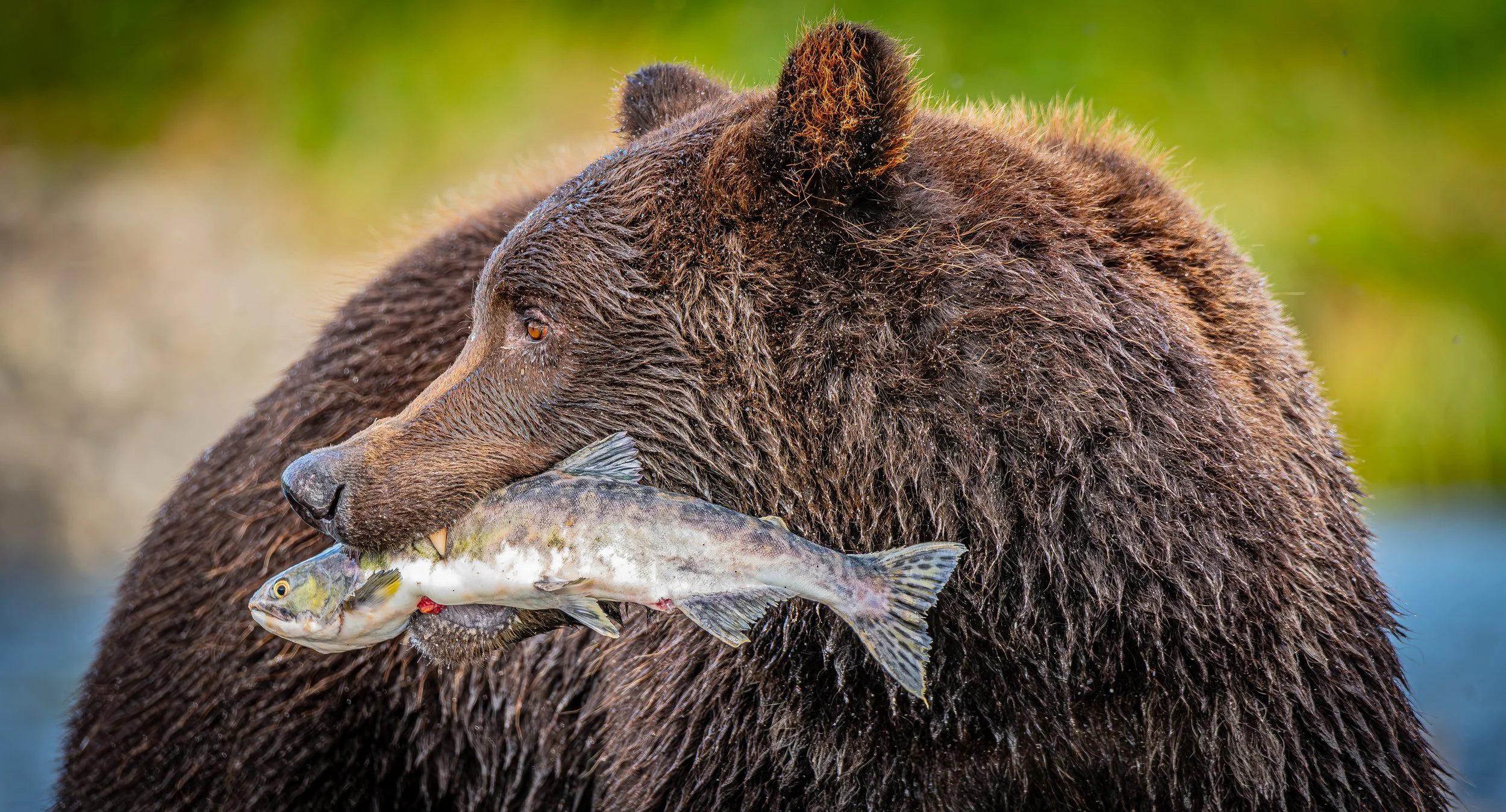 Homer, Alaska Brown Bear Tours | Katmai and Lake Clark National Parks