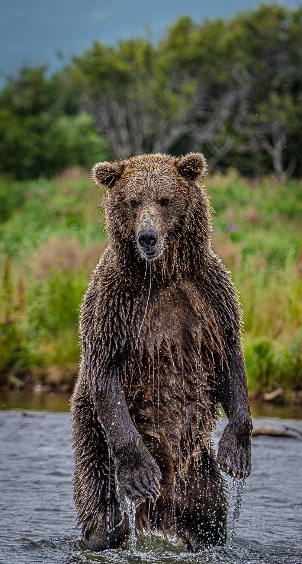 Homer, Alaska Brown Bear Tours | Katmai and Lake Clark National Parks