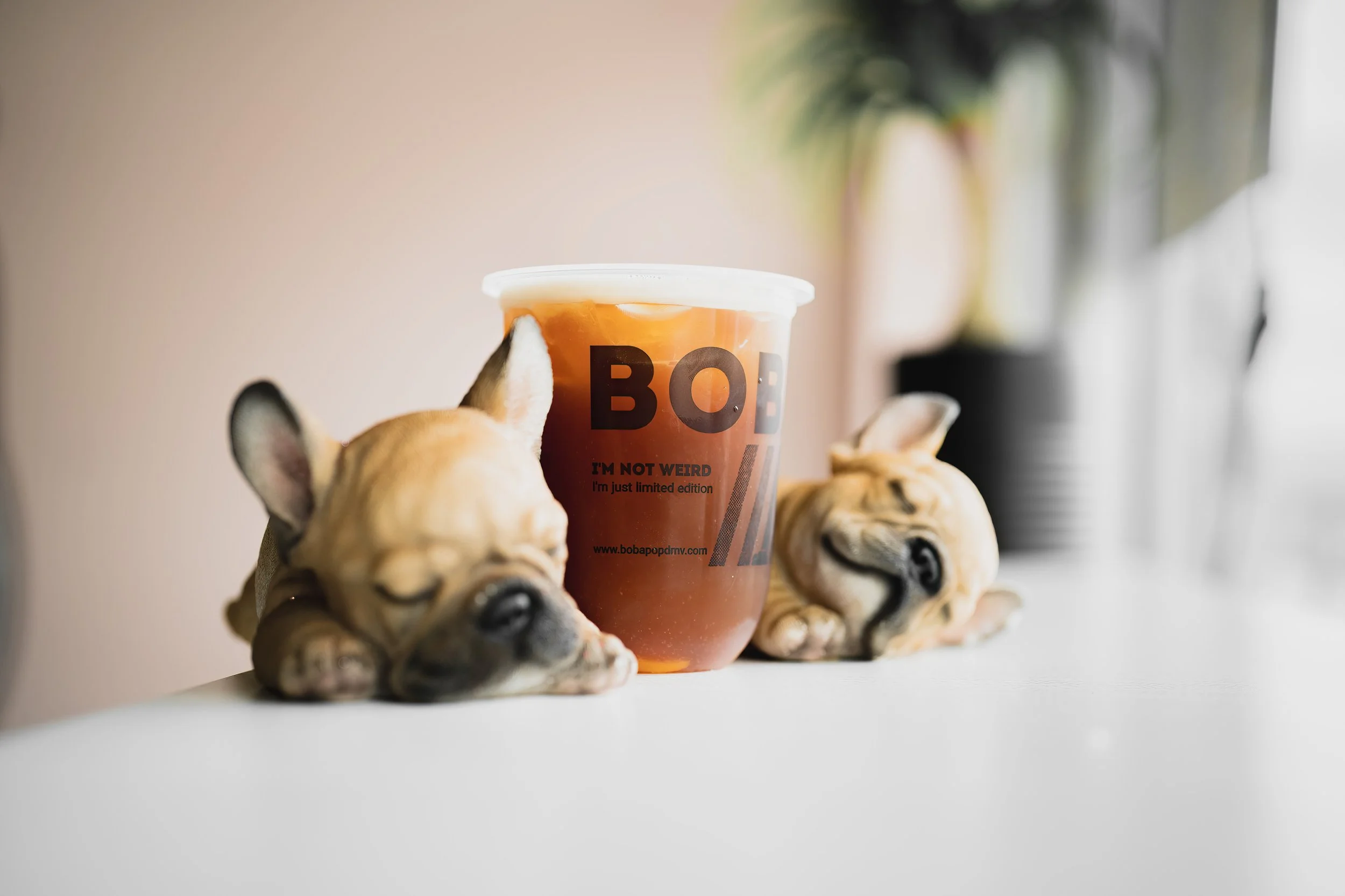 BOBAPOP Tea Bar
