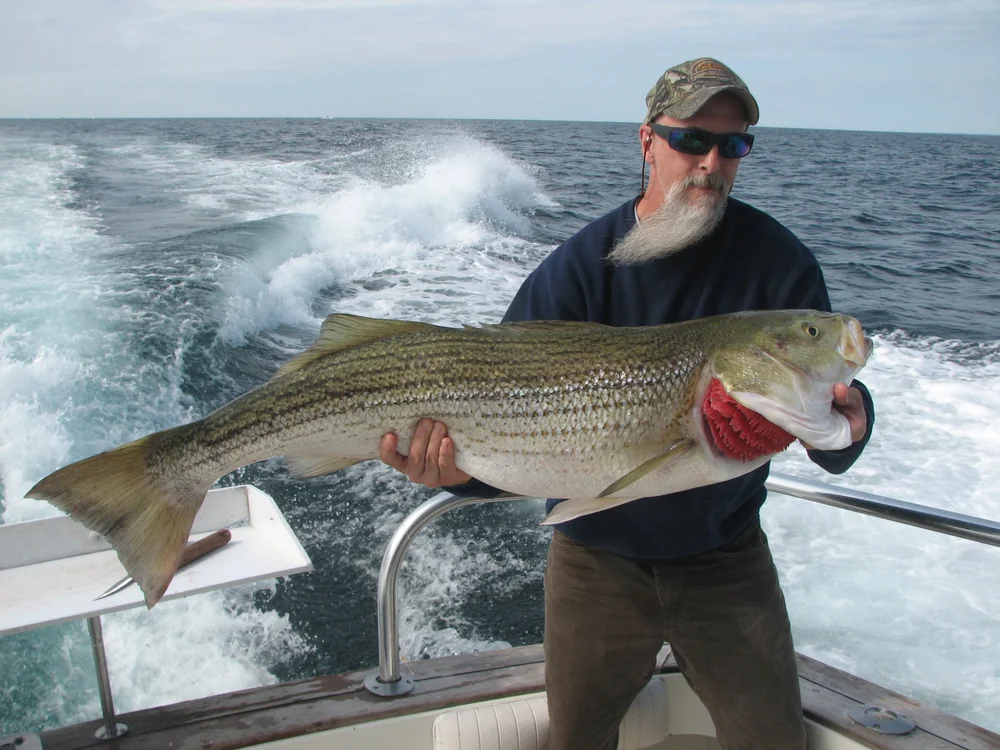 STRIPER FISHING — C-Devil II Sportfishing
