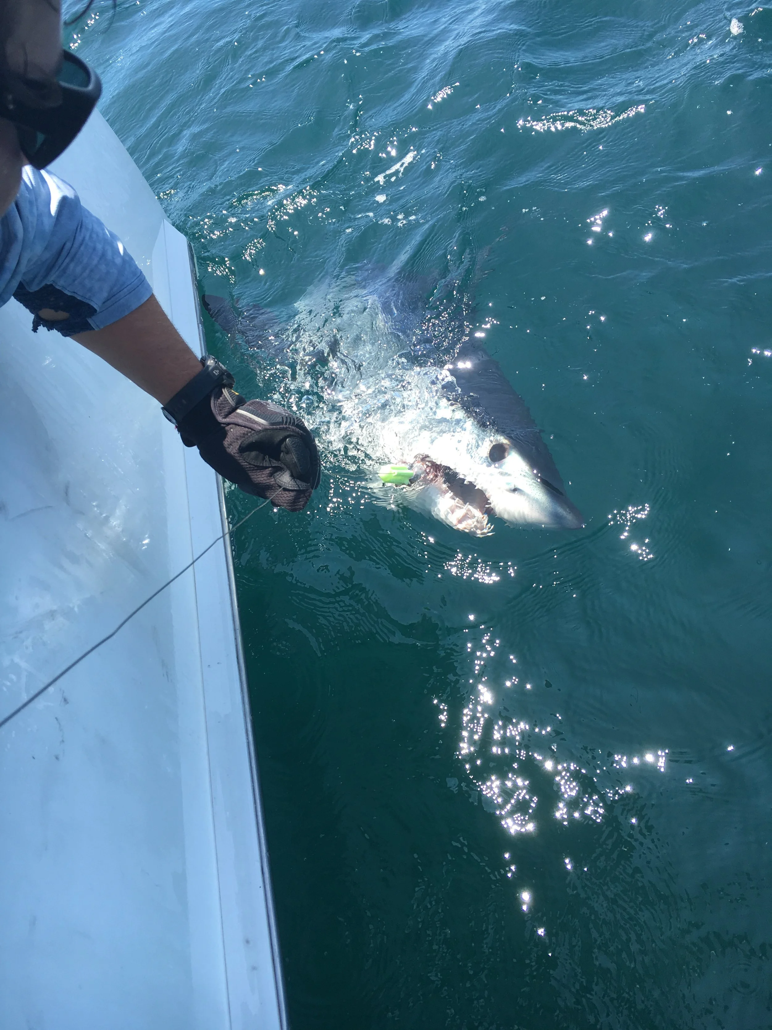 SHARK FISHING — C-Devil Sportfishing