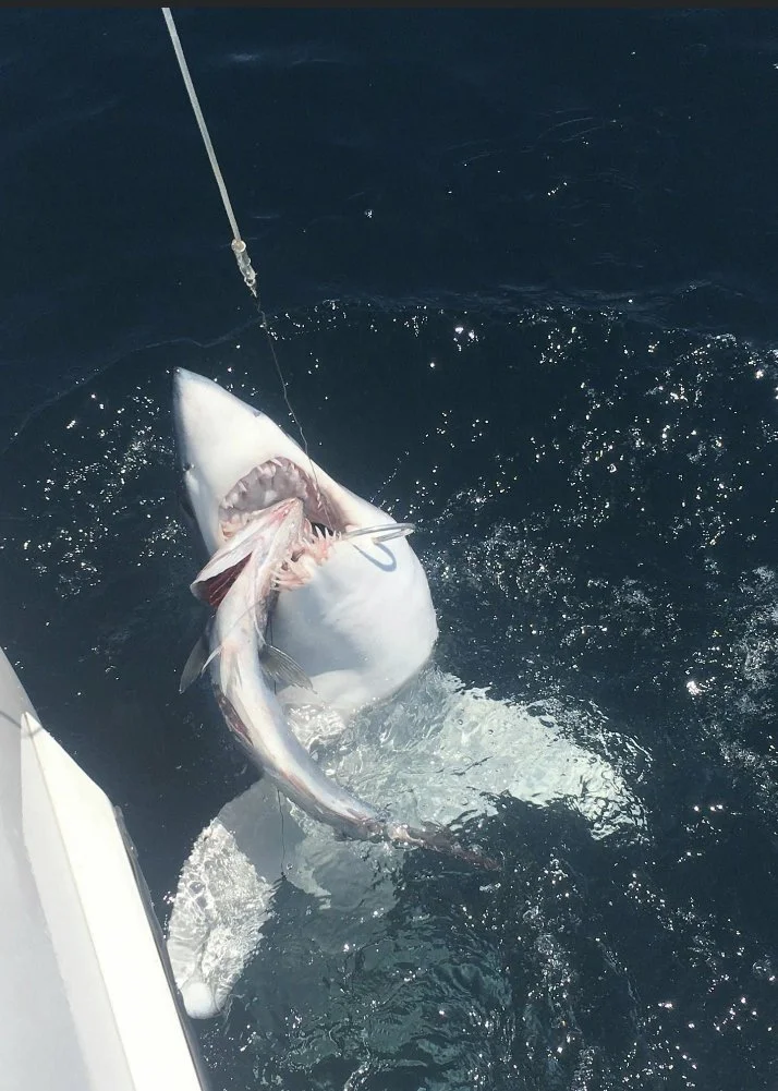 SHARK FISHING — C-Devil Sportfishing