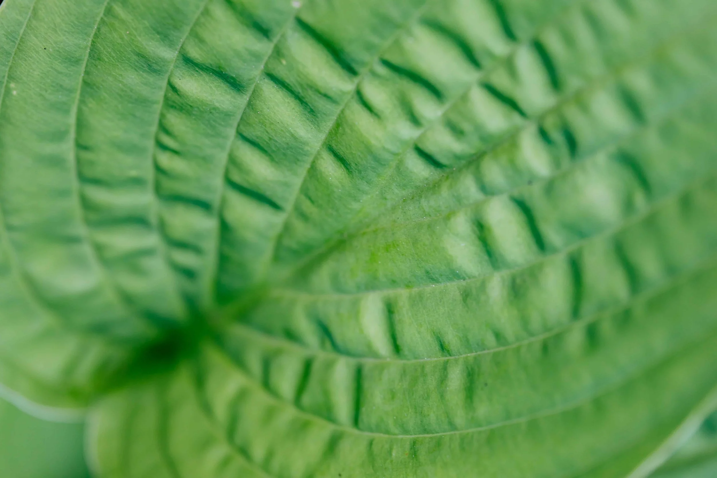 Bloom Dance Competition | Midwest Dance Competition USA