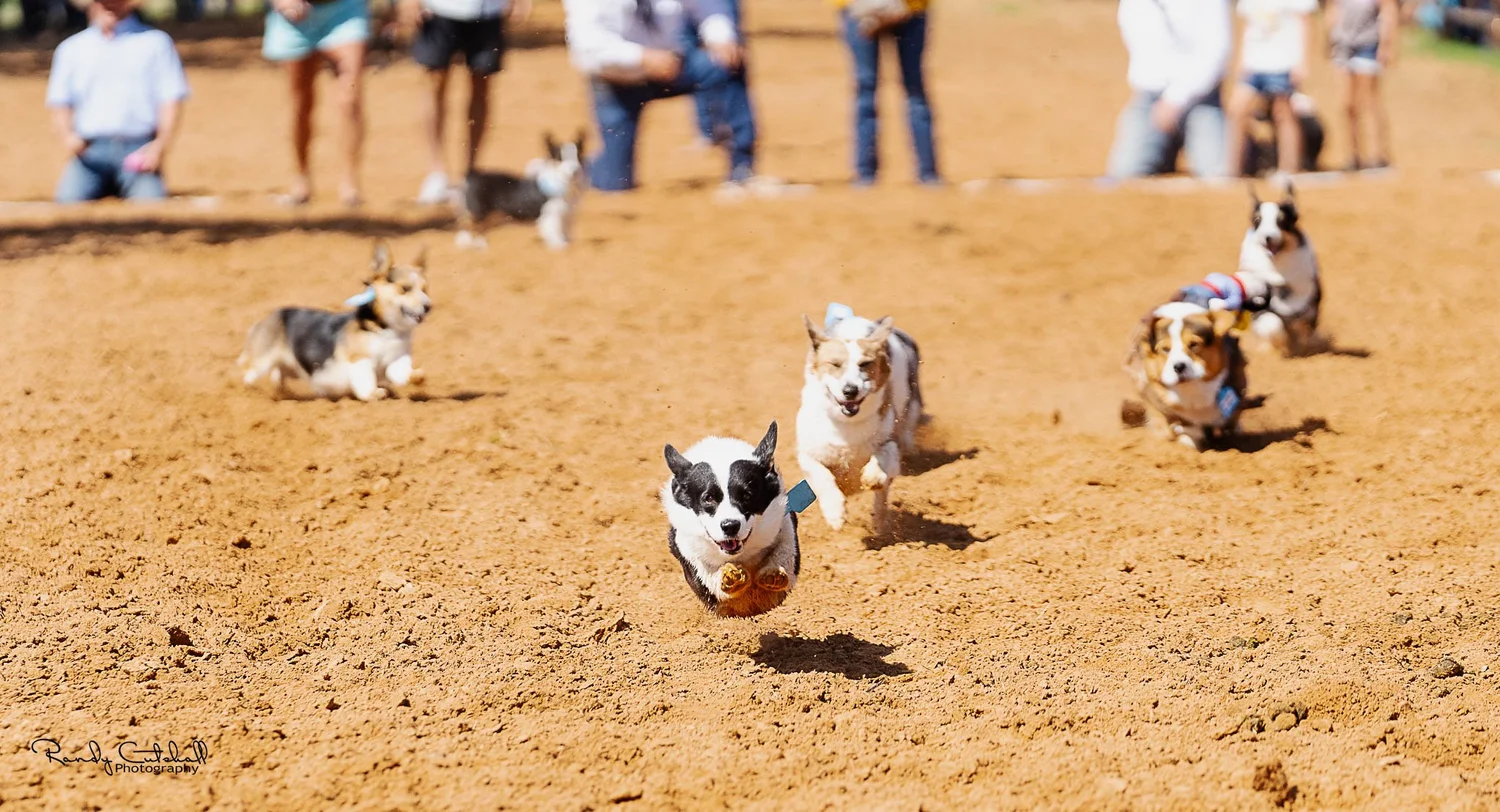 2025Corgi Dash — Parker County Sheriff's Posse
