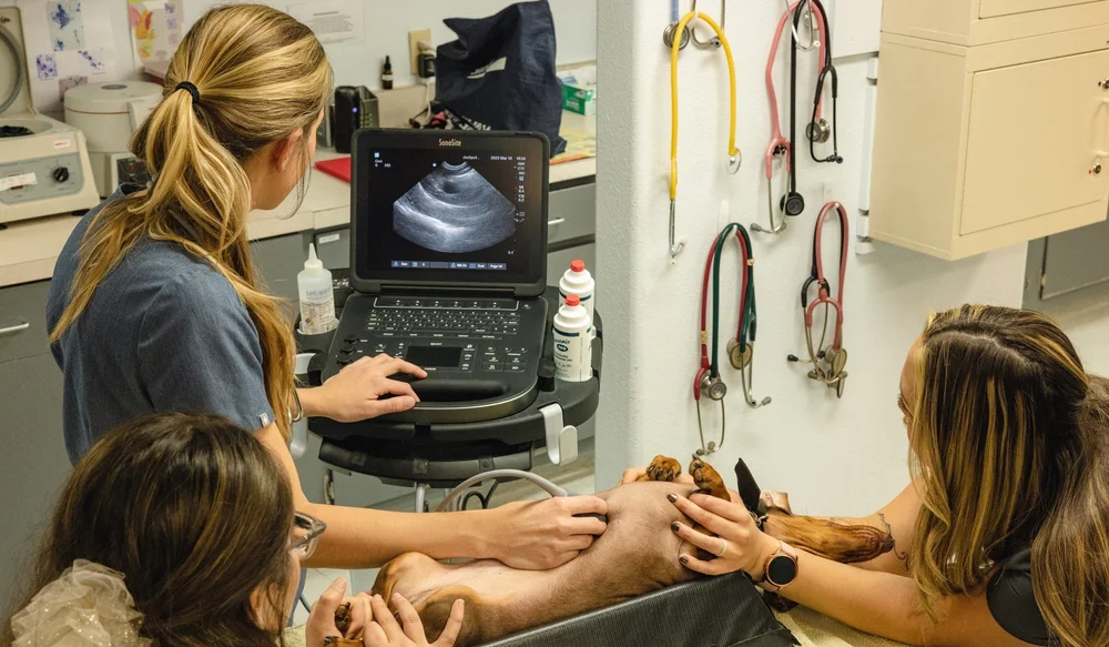 Small Animal Veterinary Care — Jackpot Veterinary Center