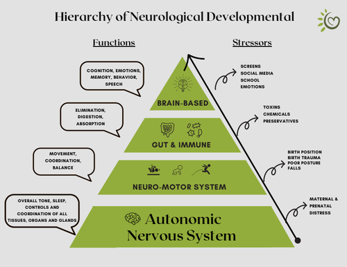 The Developmental Hierarchy: Understanding Your Child’s Neurological ...