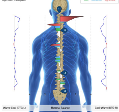 CLA INSiGHT Scans: A Comprehensive Look at Your Nervous System Health ...