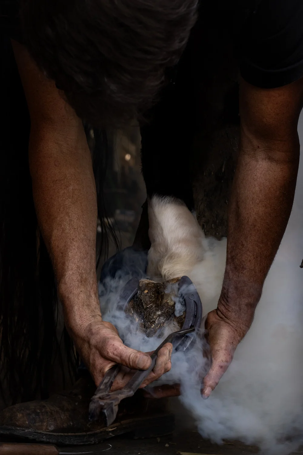 Team | Meet Our Expert Team — Noble Farriery - Comprehensive Hoofcare