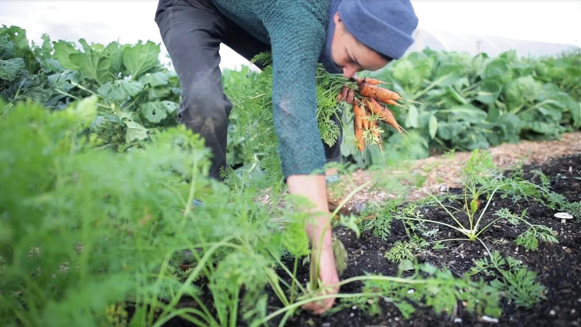 Our vision — offgridorganics