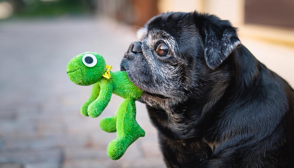 Evergreen Pug Rescue | Adopt, Foster, Donate