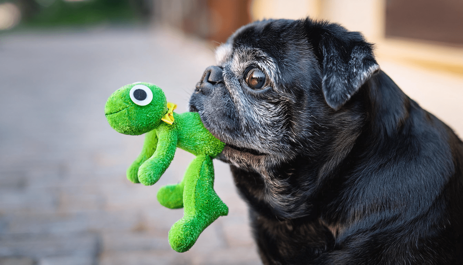 Evergreen Pug Rescue | Adopt, Foster, Donate