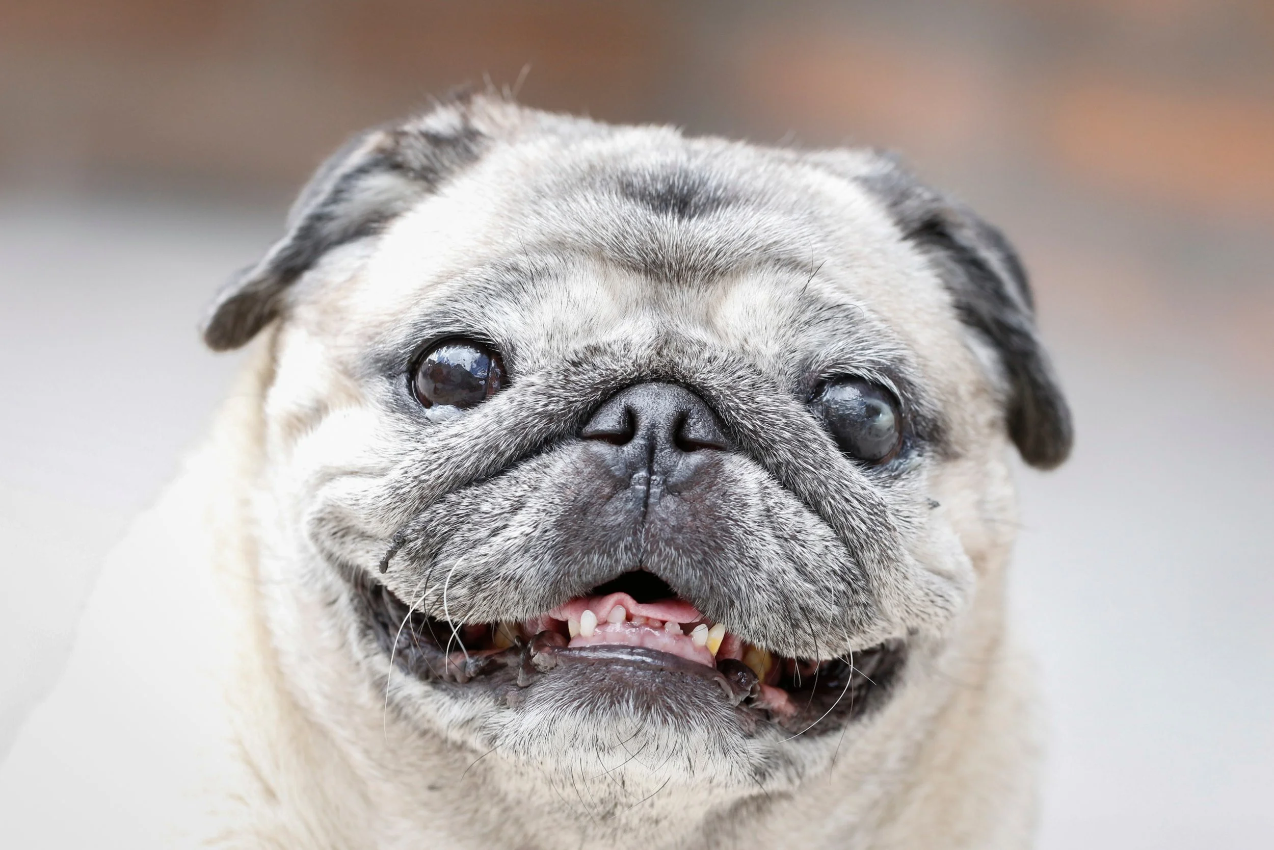 Evergreen Pug Rescue