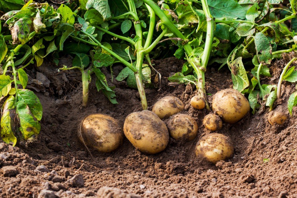 Farmwise Marketing | Discover Fresh Produce Today