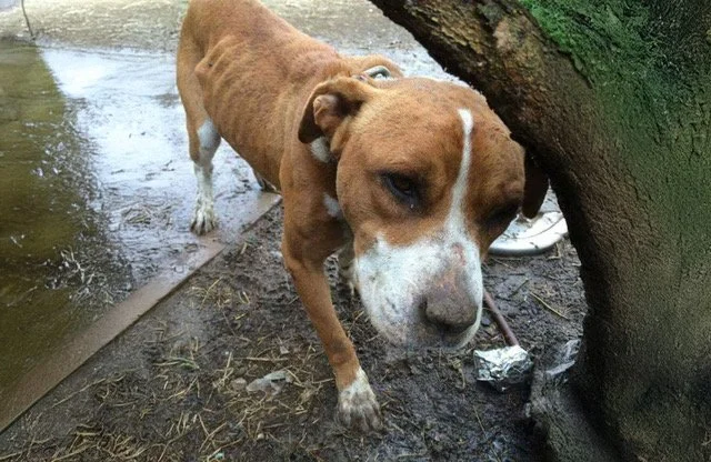 Chained Dog Awareness