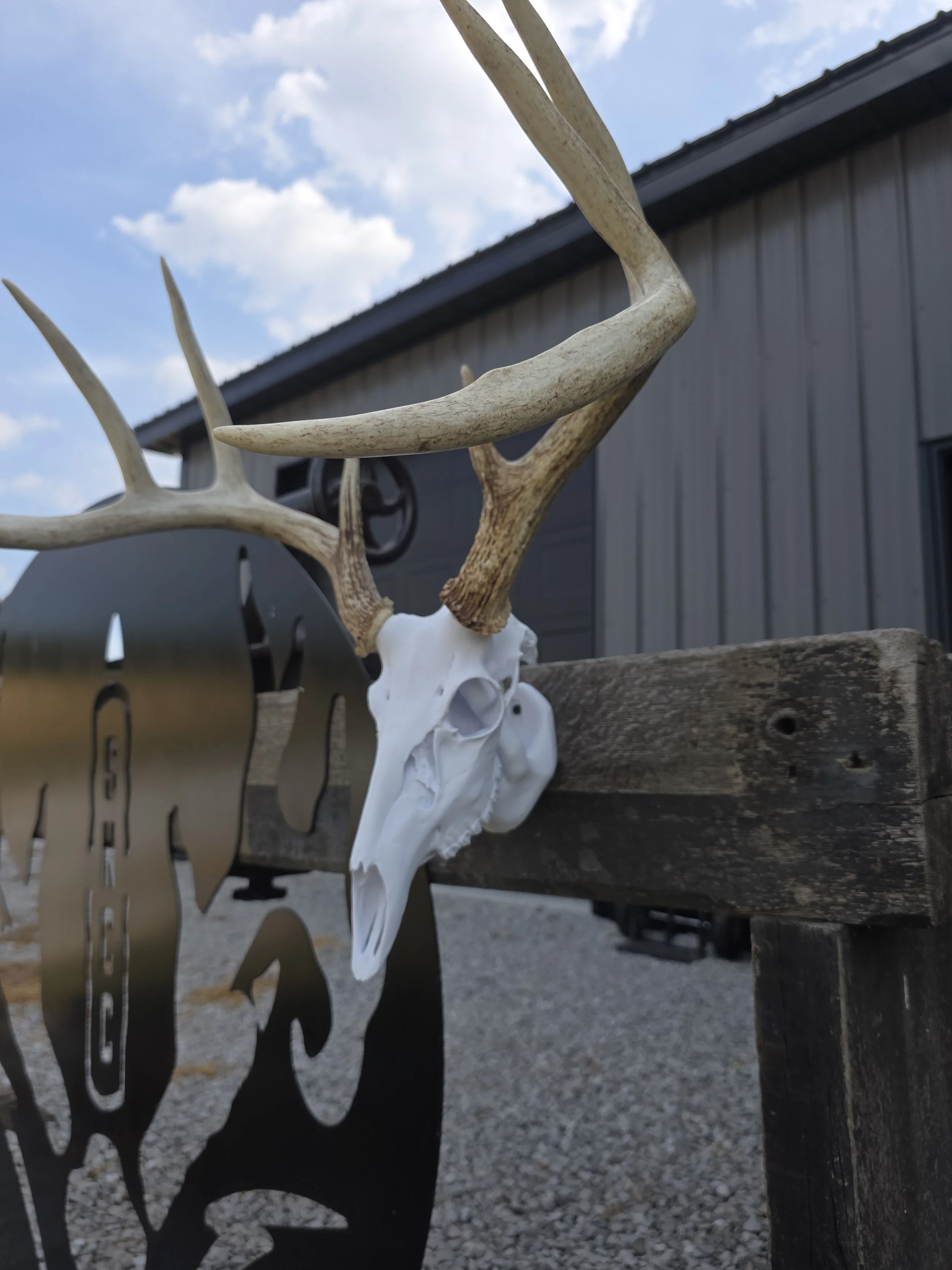 3D Deer skull — SNCC Outdoors