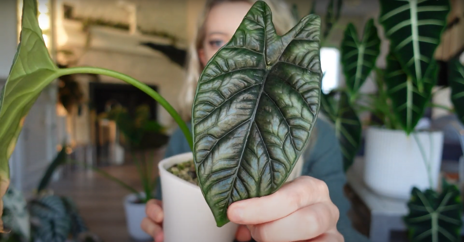 Revealing my Top Alocasia Varieties! | Botanically Insane