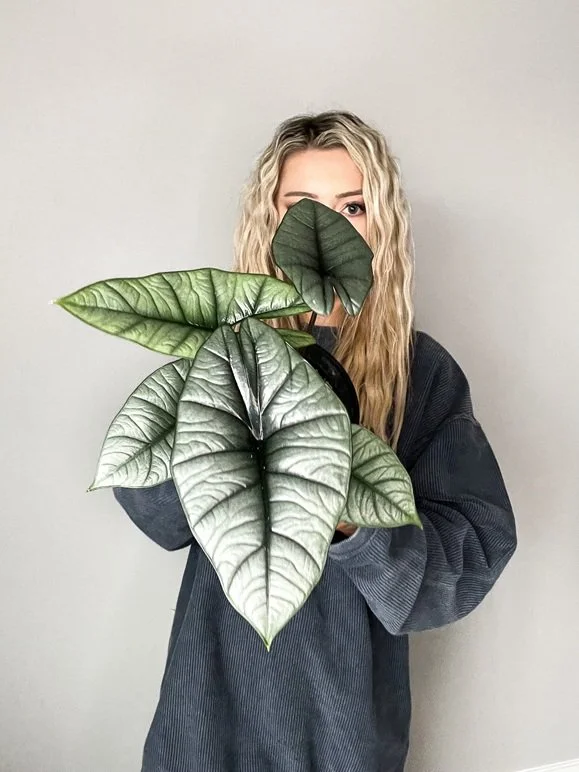 Botanically Insane | Plant Lover Apparel & Plant Care Tips