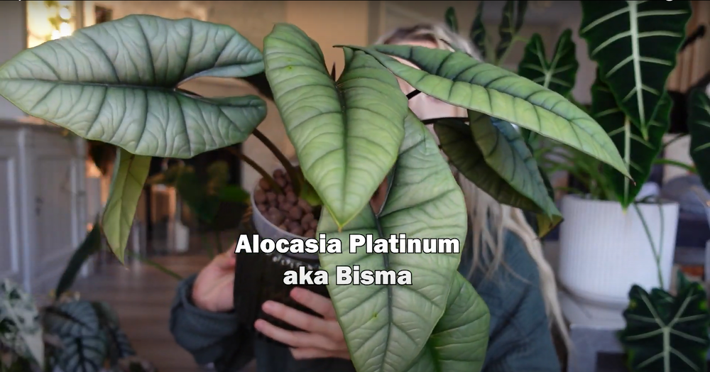 Revealing my Top Alocasia Varieties! | Botanically Insane