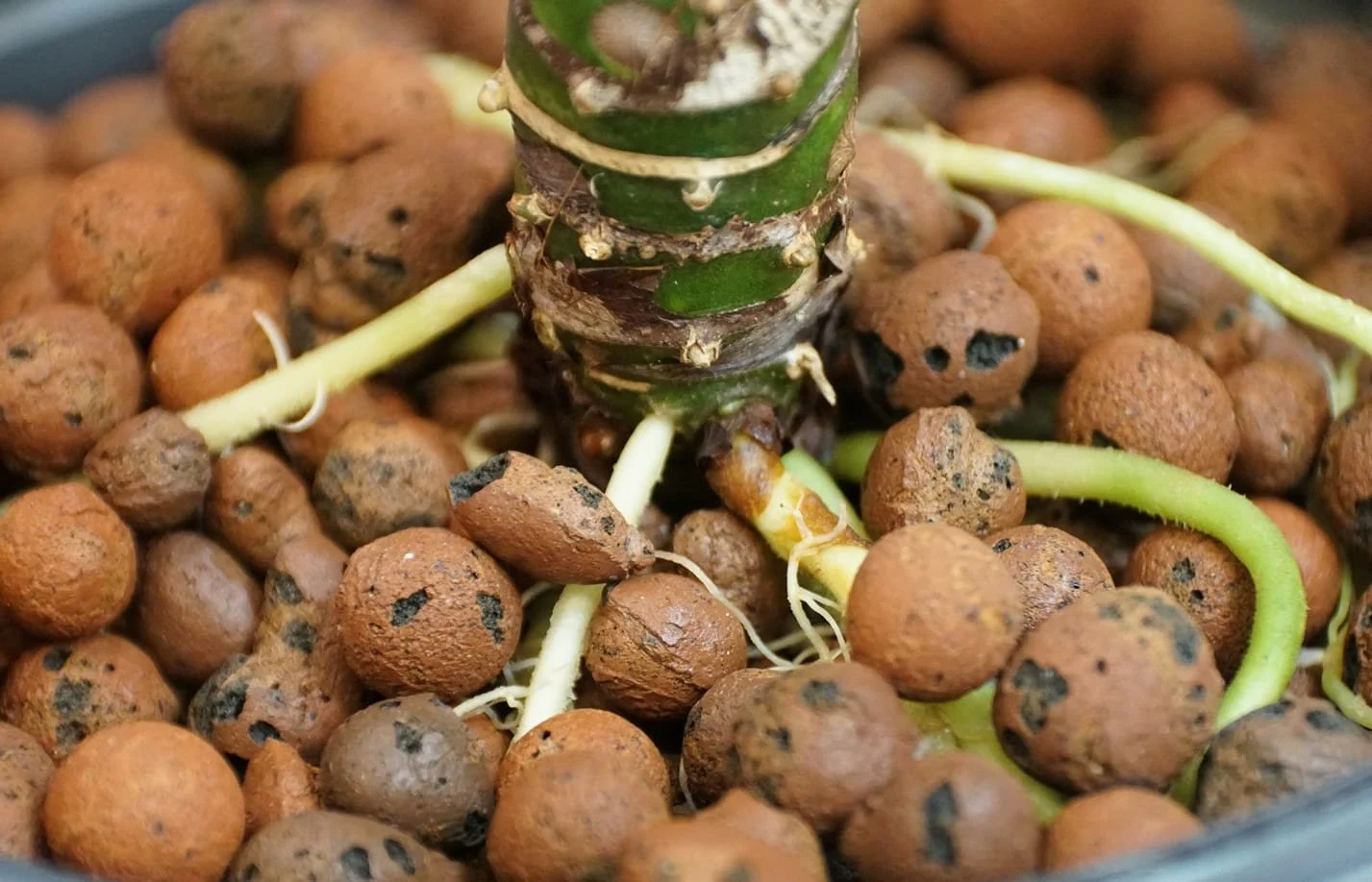 LECA, Pon, & Semi-Hydroponics Guide | Botanically Insane