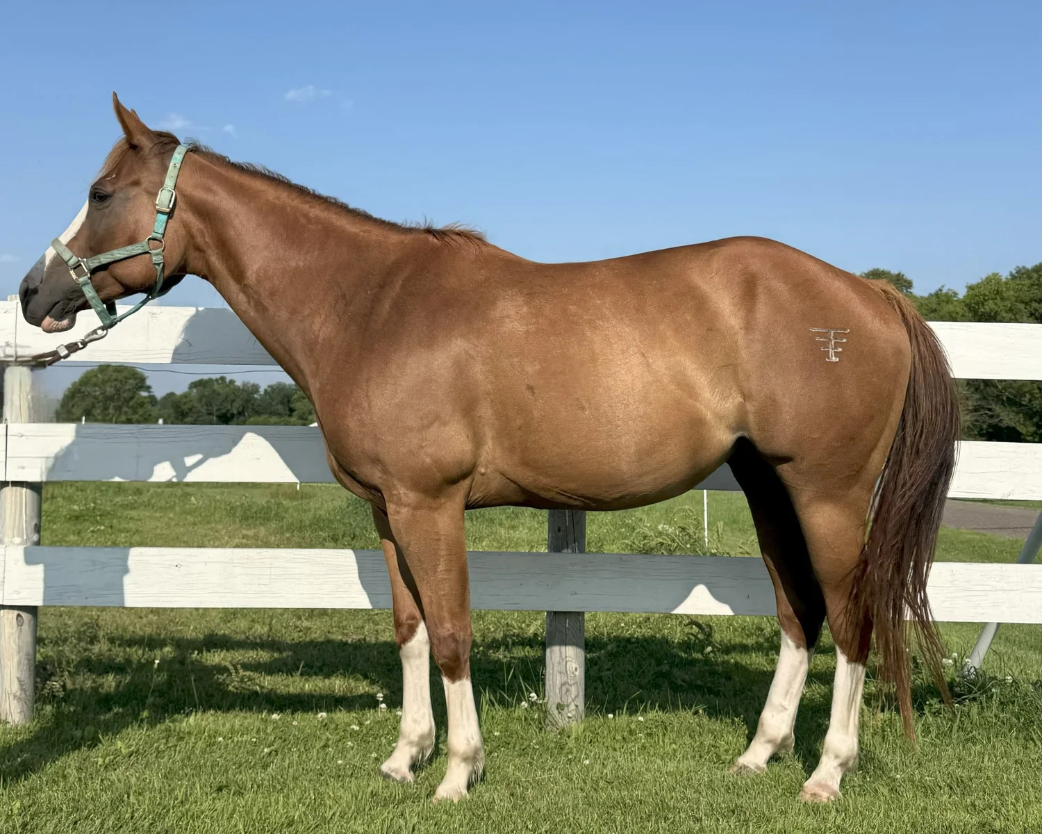 Available horses — Pearson Equine LLC