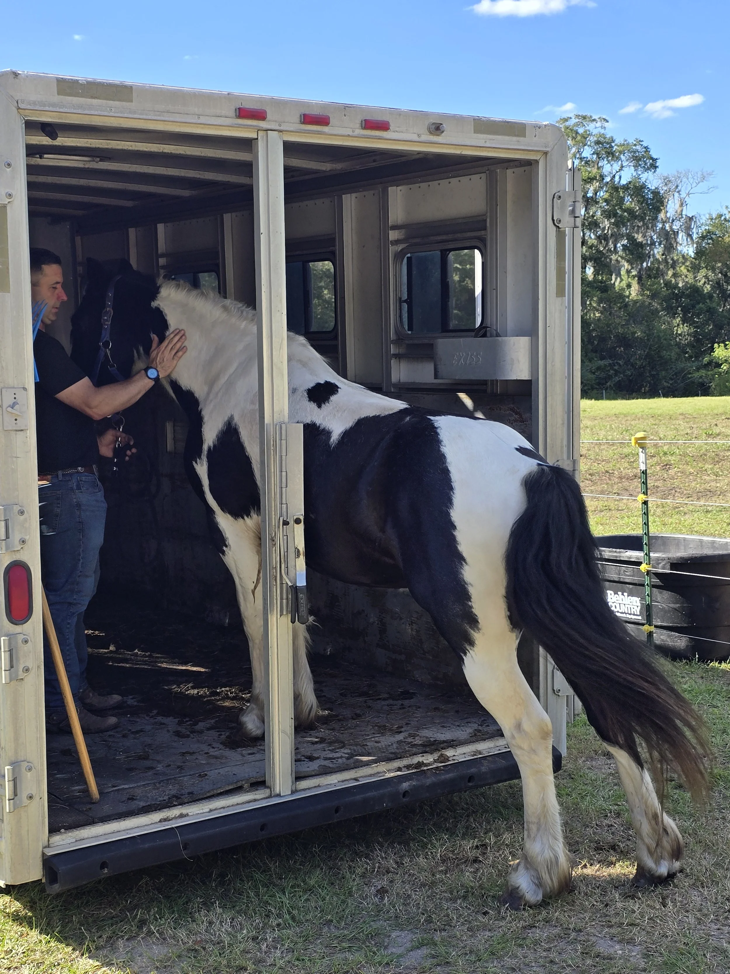 Sold: Jasper — Pearson Equine LLC