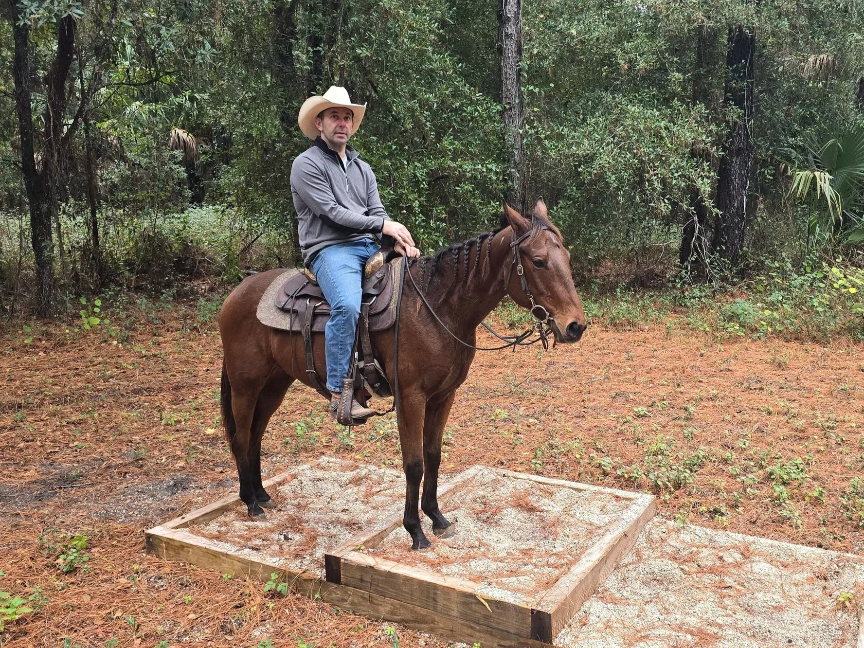 Baileys Cliff — Pearson Equine LLC
