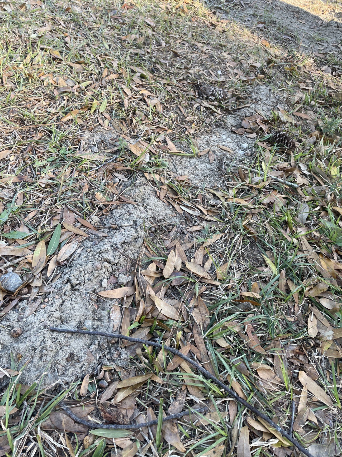 McLeod Mole Solutions