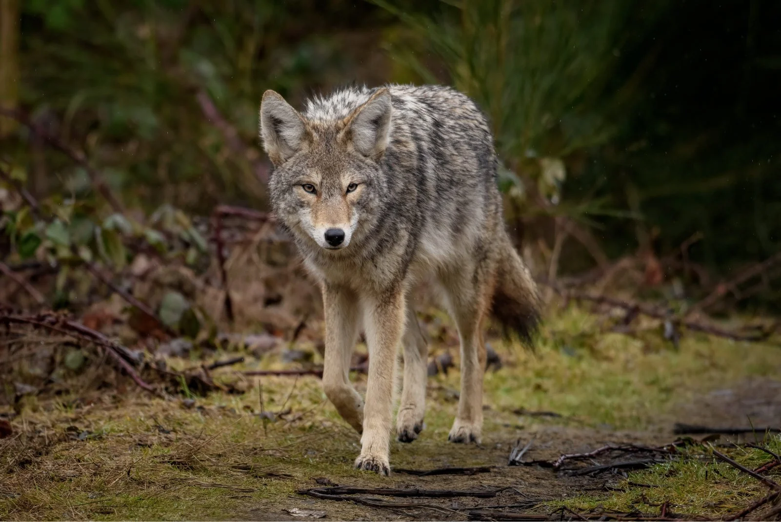 Predator Control Services