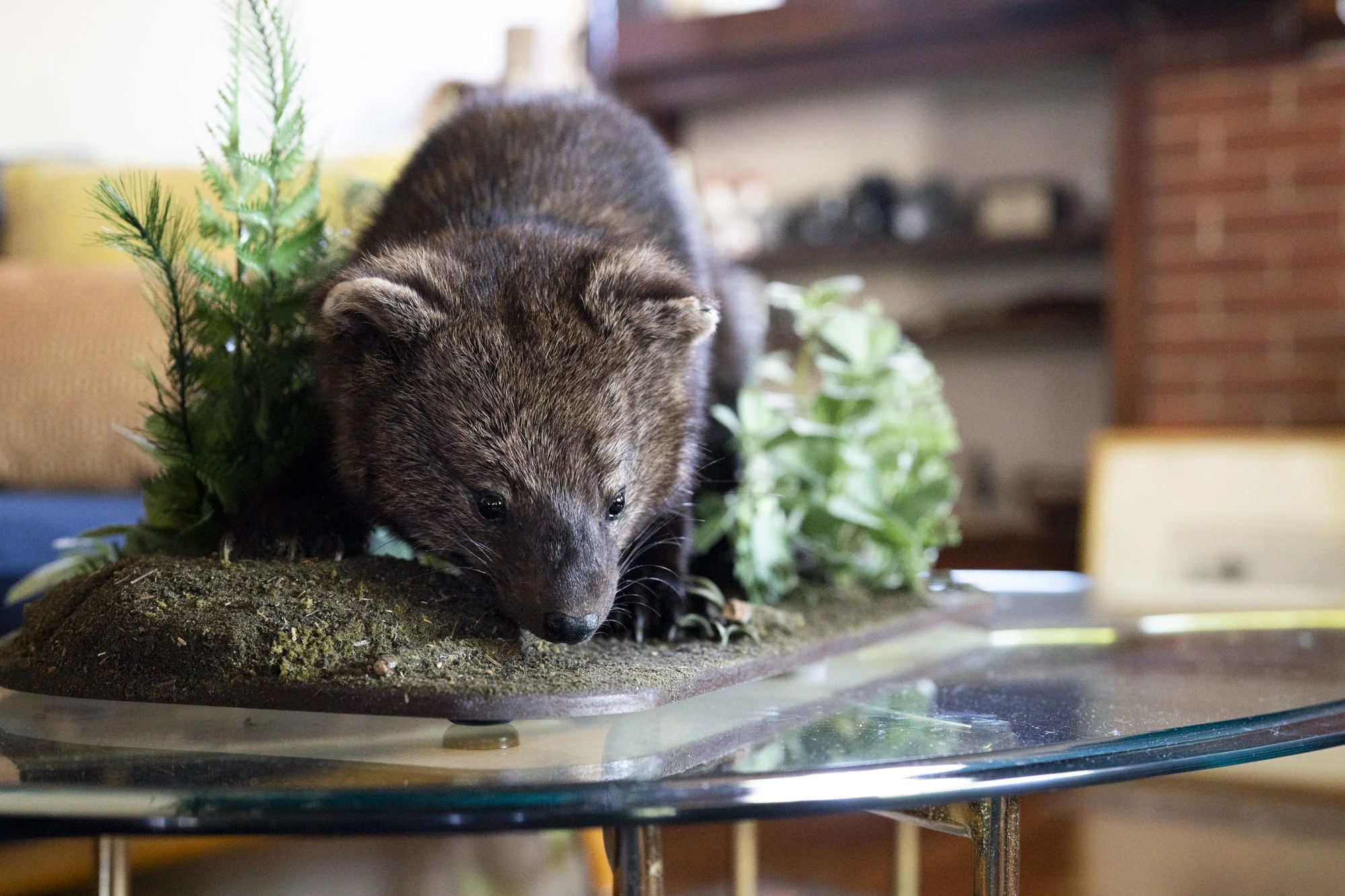 How to Become a Taxidermist — Strong Taxidermy