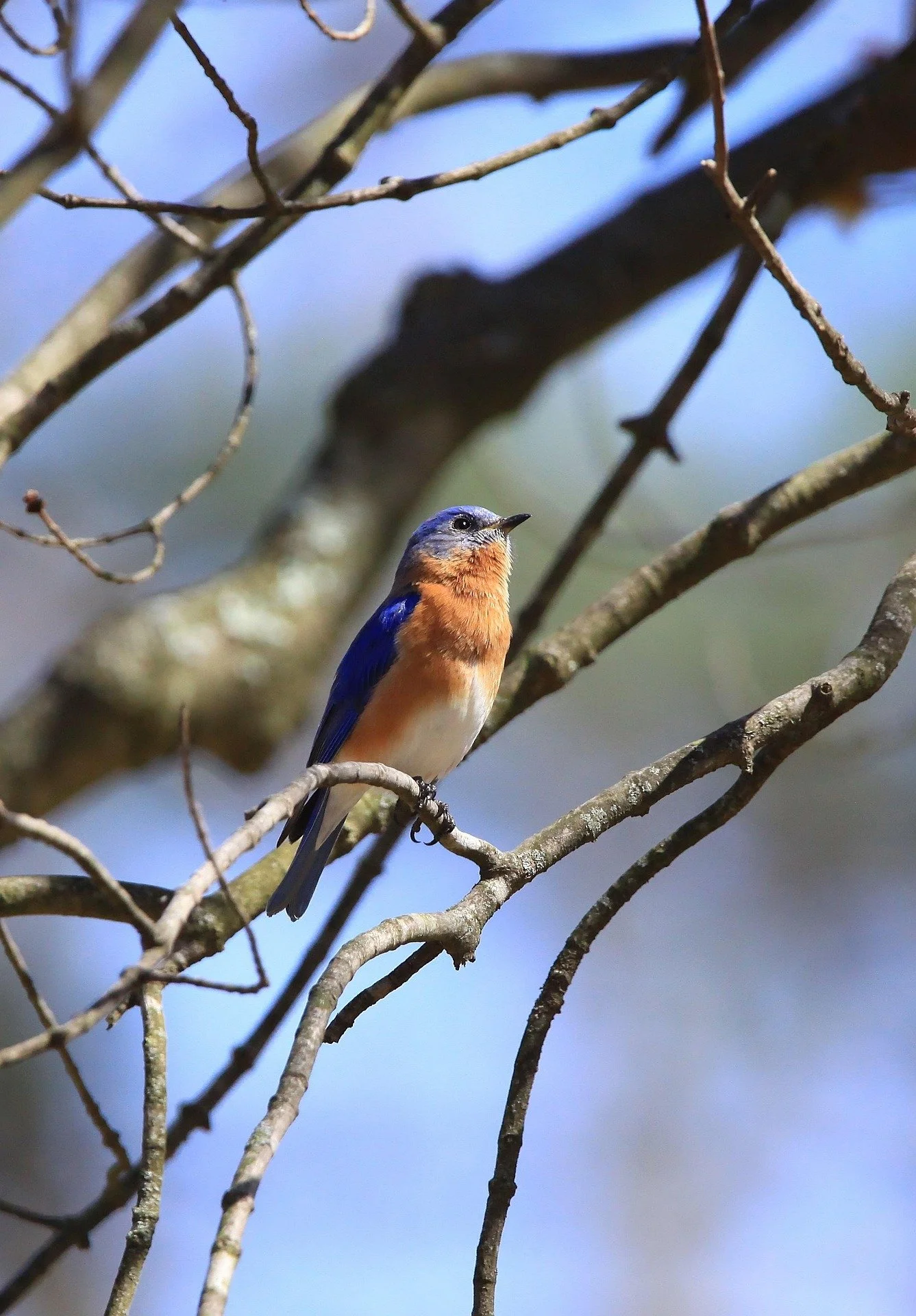 Bird City Gardens | Restore Bird Habitats Today