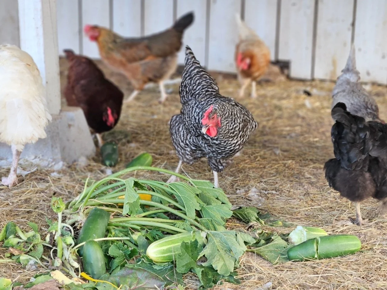 Our Farm | Vineyard | Chickens | Greenhouse | Sheep — Chickamauga Creek ...