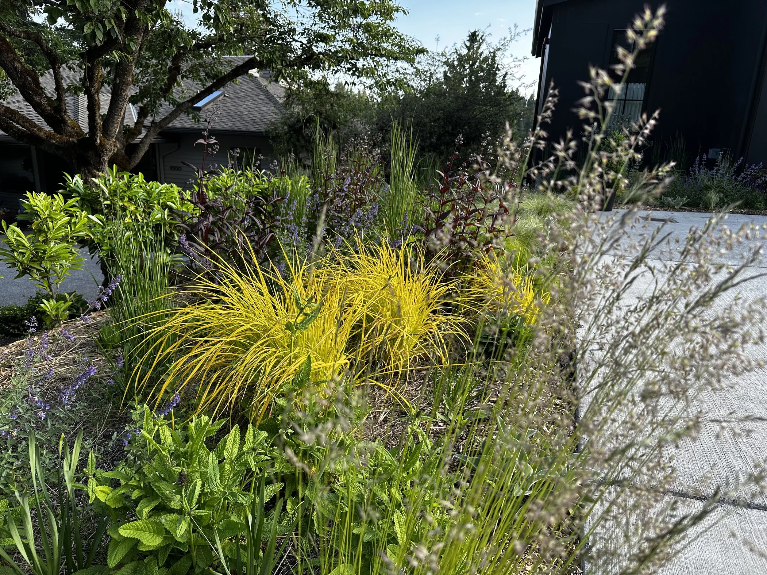 8 Reasons Most Seattle Gardens Fail After Year One (and how to design ...