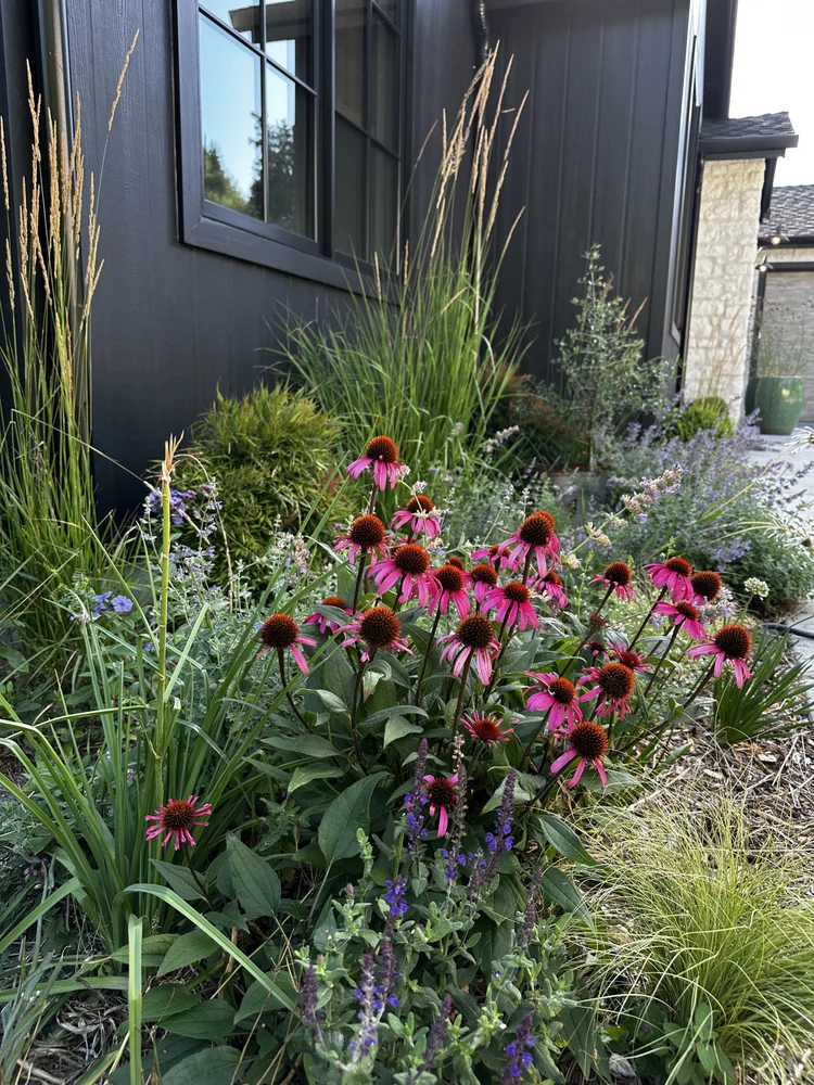 The BEST Spring Garden Plant Guide to have color and texture now ...