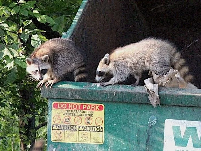Commercial Raccoon Control Services — Allstate Trapping & Wildlife ...