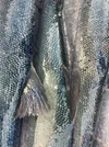 Stickleback Fish Company