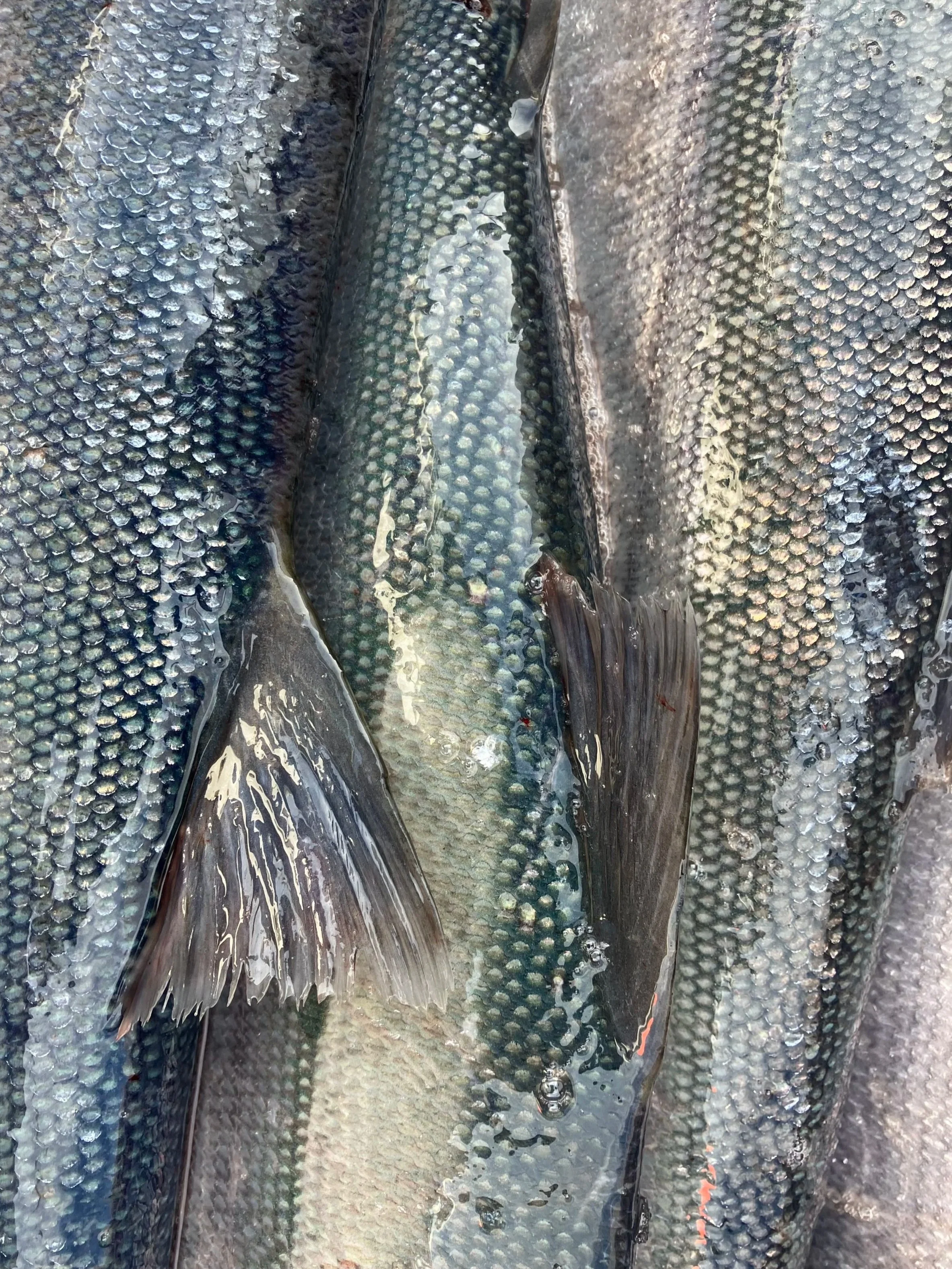 Stickleback Fish Company