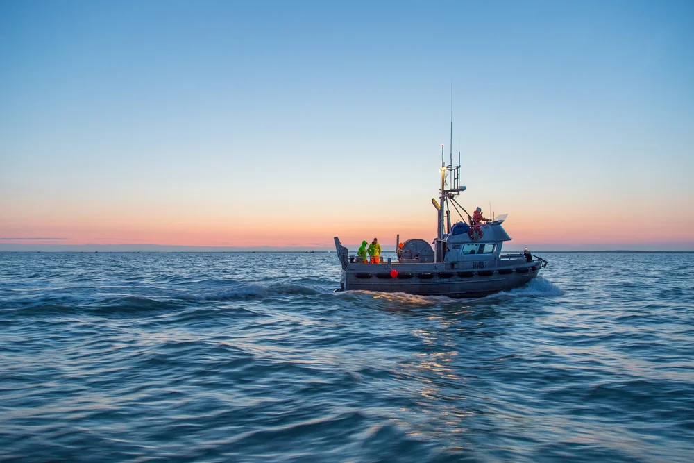 Stickleback Fish Company