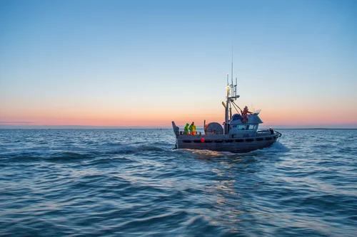 Stickleback Fish Company