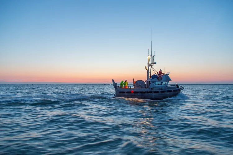 Stickleback Fish Company