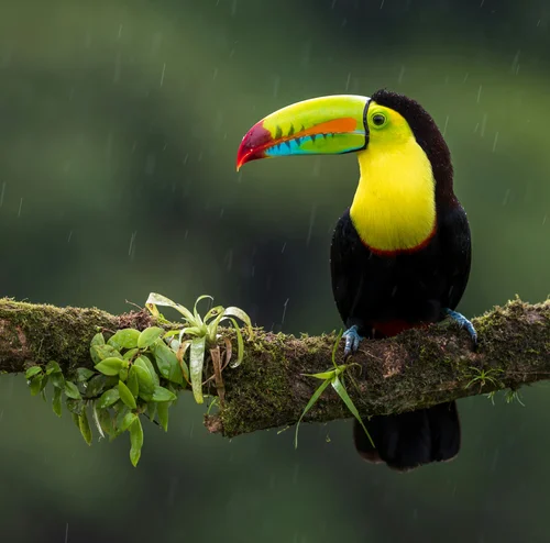 Journal of Avian Biology — NSO Journals