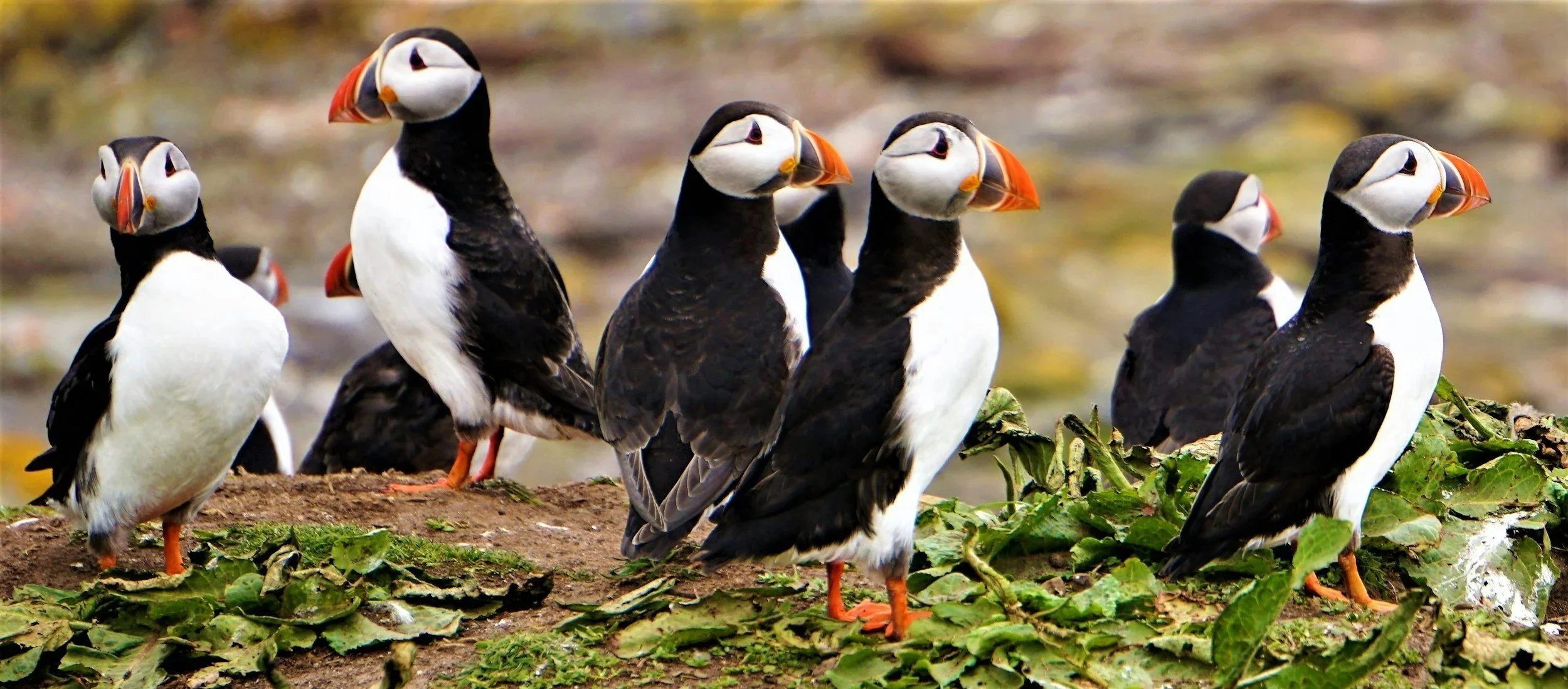 Journal of Avian Biology — NSO Journals