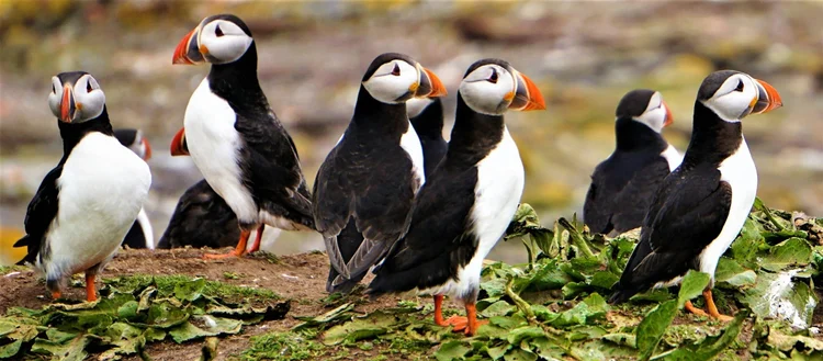 Journal of Avian Biology — NSO Journals
