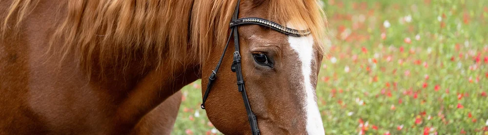 Summer Camp | Register Now for Fun — Giant Steps Therapeutic Equestrian ...