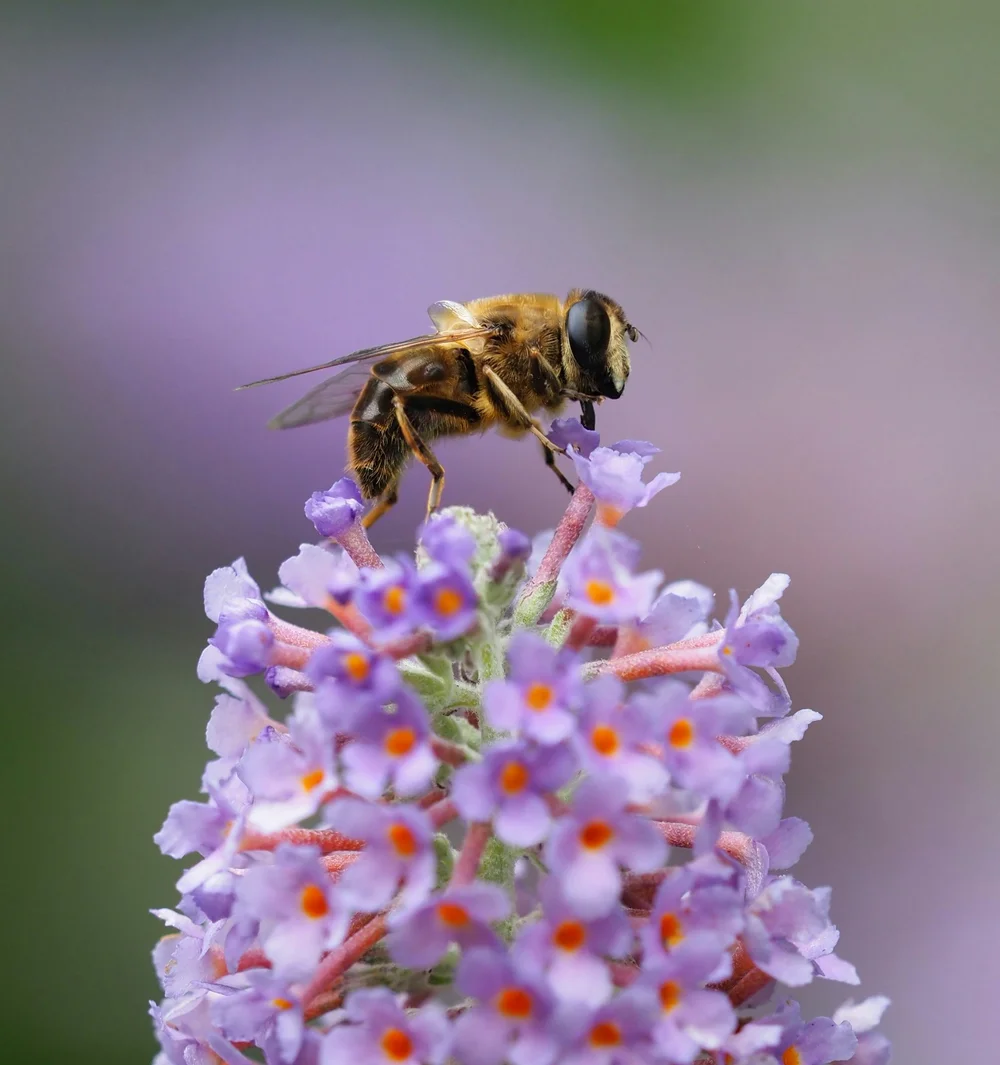 Raw & Unfiltered Honey Online | Sweet Bee Gardens