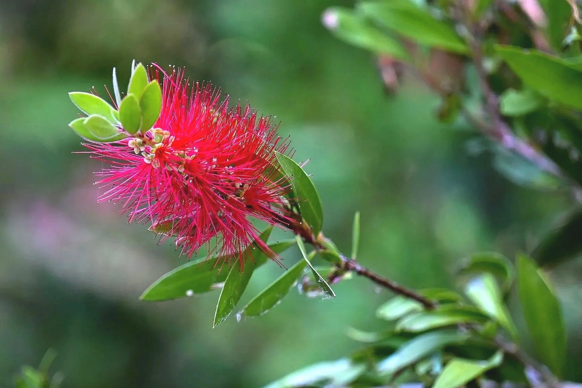Muswellbrook Cremation-only — Marc & Friends | Funerals, Cremations and ...