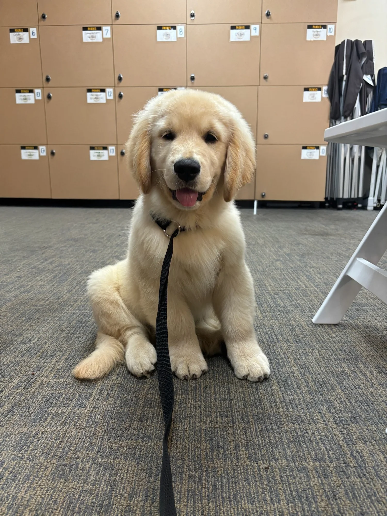 Shadalane: Premier Breeders of Trained Golden Retrievers