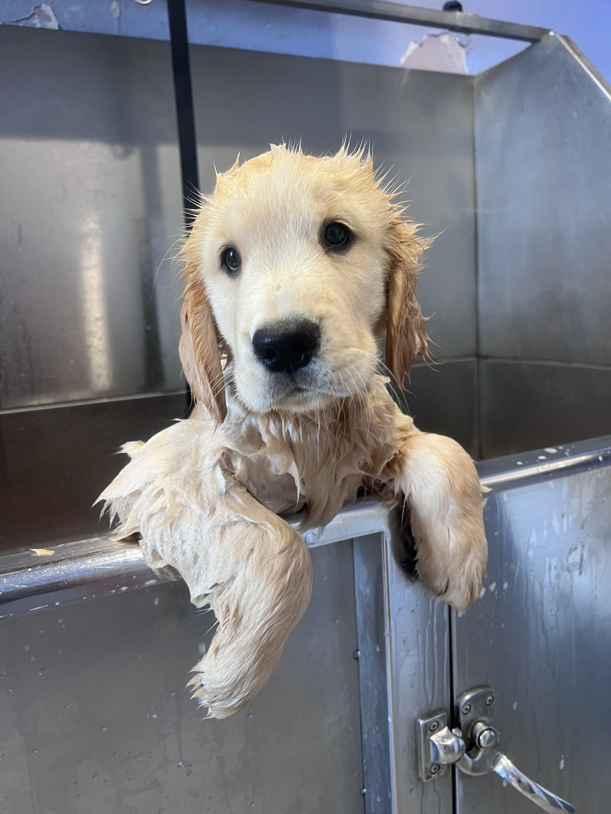 Golden Retriever Puppies for Adoption at Shadalane — Shadalane Golden ...